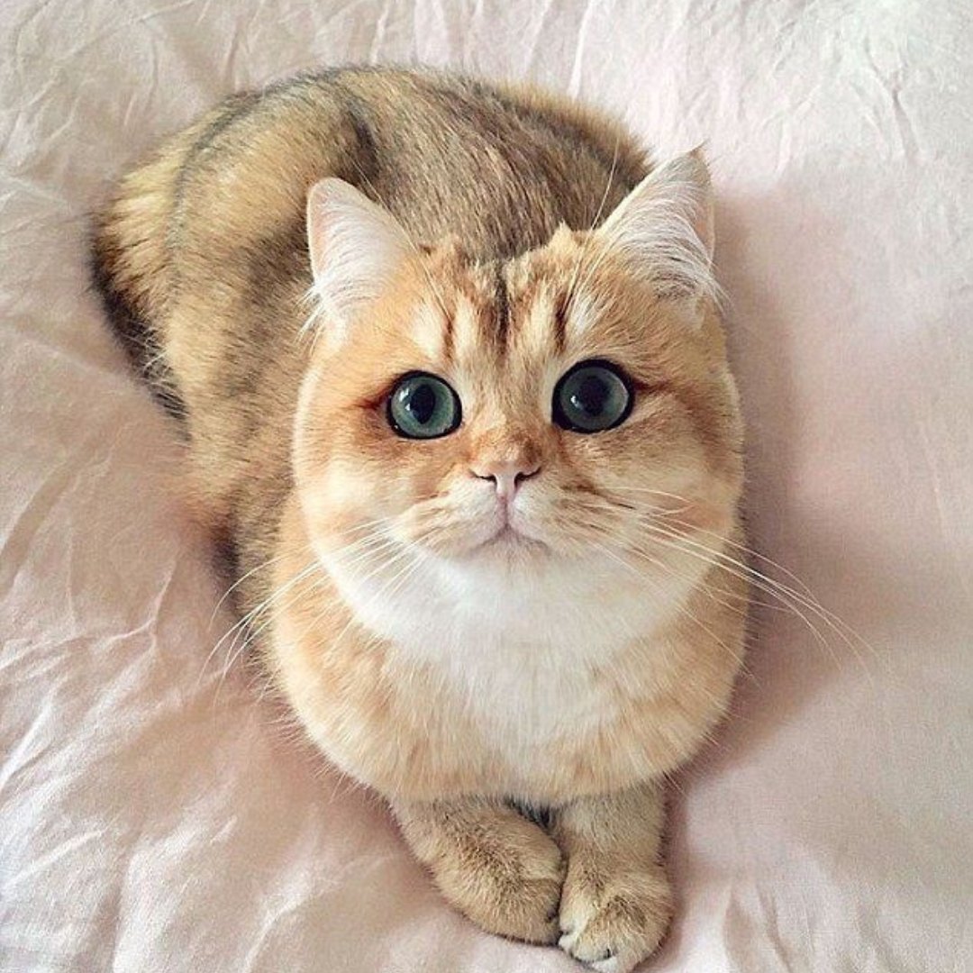 Shop Comforts for Cats – Amani Reign Pet Shop